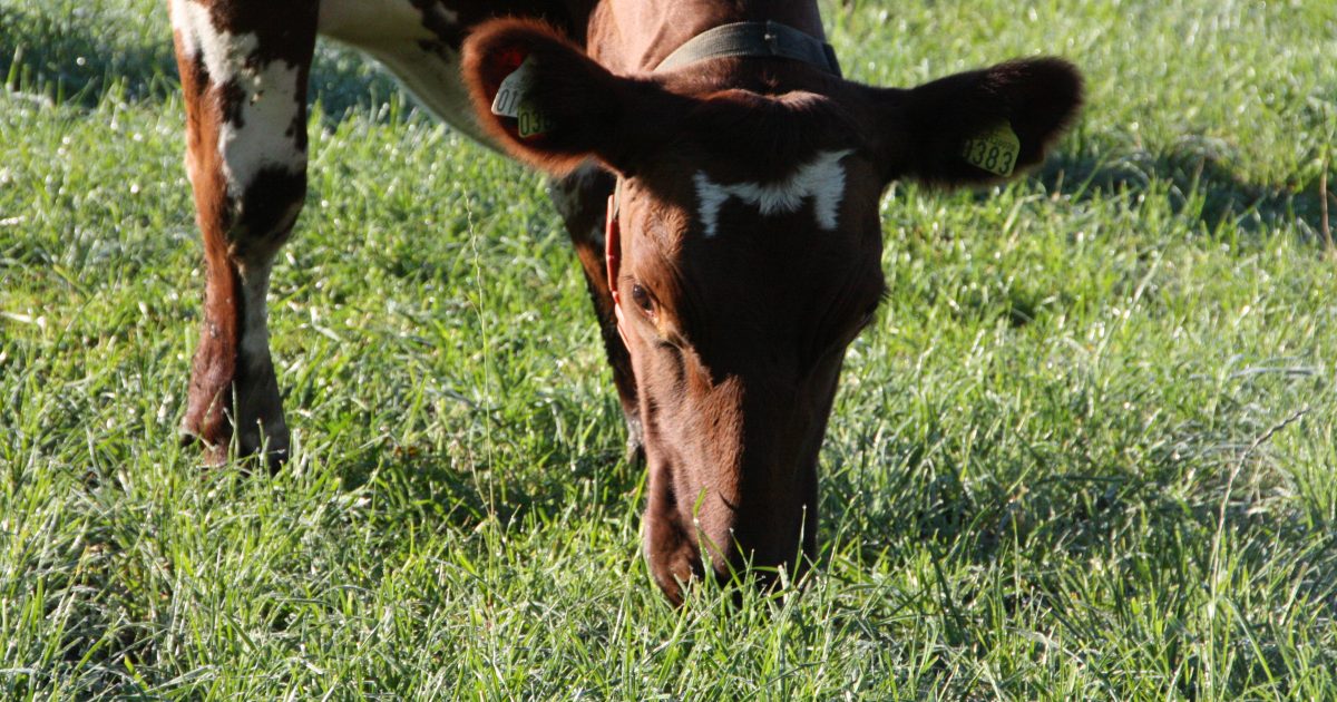 Tilveksten i beitet og beiteaktivitet | Norsk Landbruksrådgiving