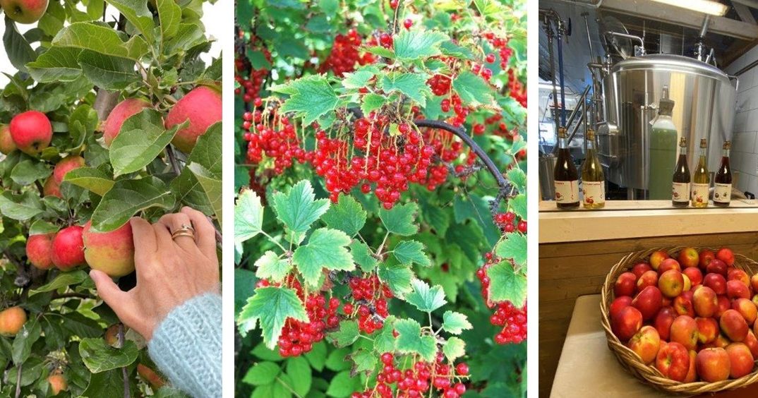 Fagskole for framtidas frukt- og… | Norsk Landbruksrådgiving