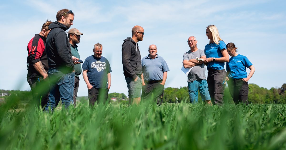 Markdag proteingjødsling i hvete -… | Norsk Landbruksrådgiving