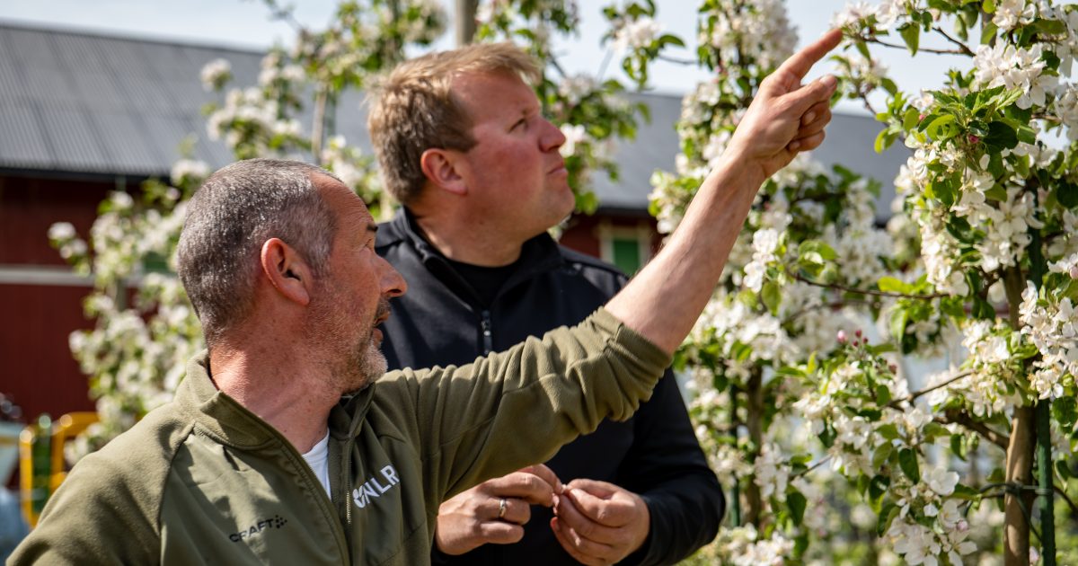 Bruk rådgiver i sesong | Norsk Landbruksrådgiving
