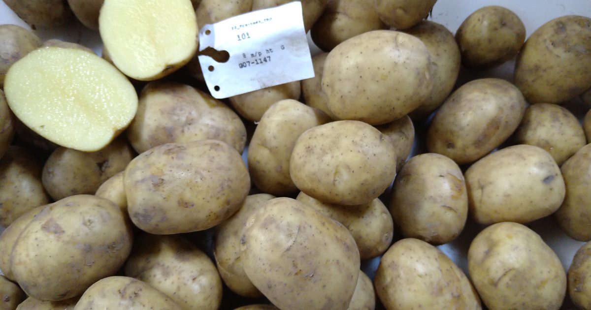 Undset - ny potetsort fra Graminor | Norsk Landbruksrådgiving