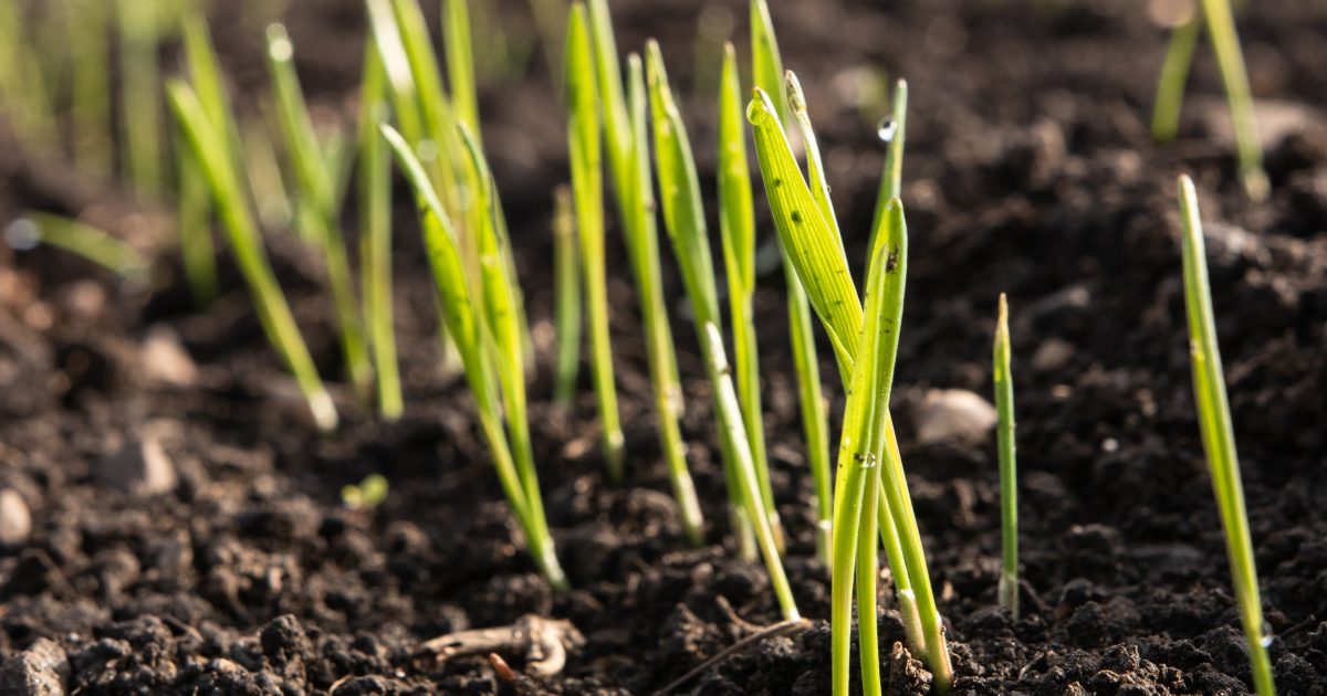 Det kan bli et godt kornår | Norsk Landbruksrådgiving