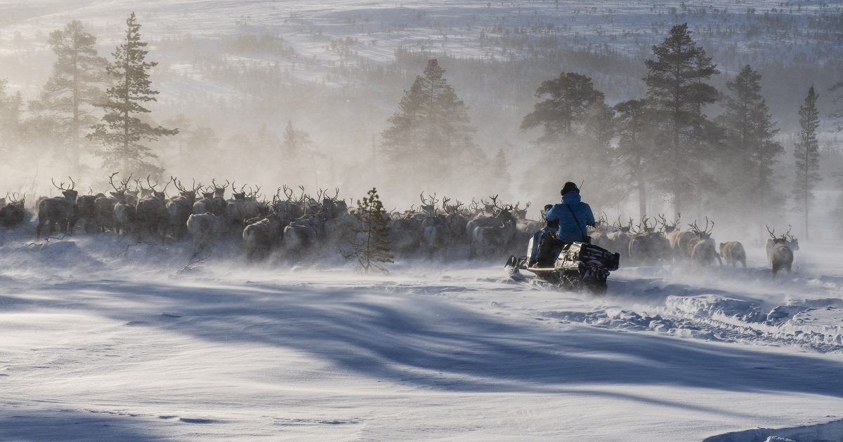 HMS i reindrift | Norsk Landbruksrådgiving