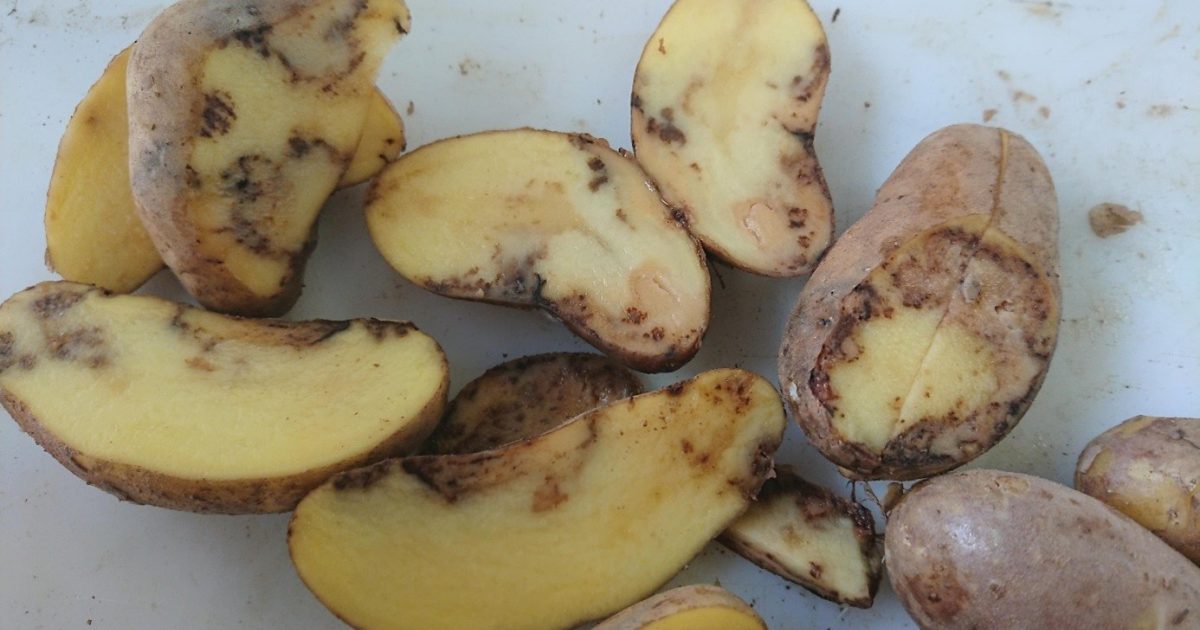 Tørråte i potet | Norsk Landbruksrådgiving