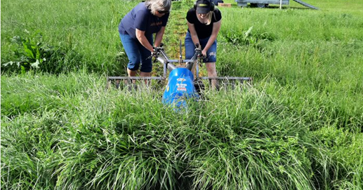 Forsøk: Nye sortar av fleirårig raigras,… | Norsk Landbruksrådgiving
