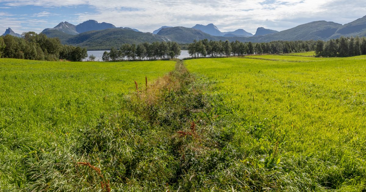 Kantsoner og miljøeffekt | Norsk Landbruksrådgiving