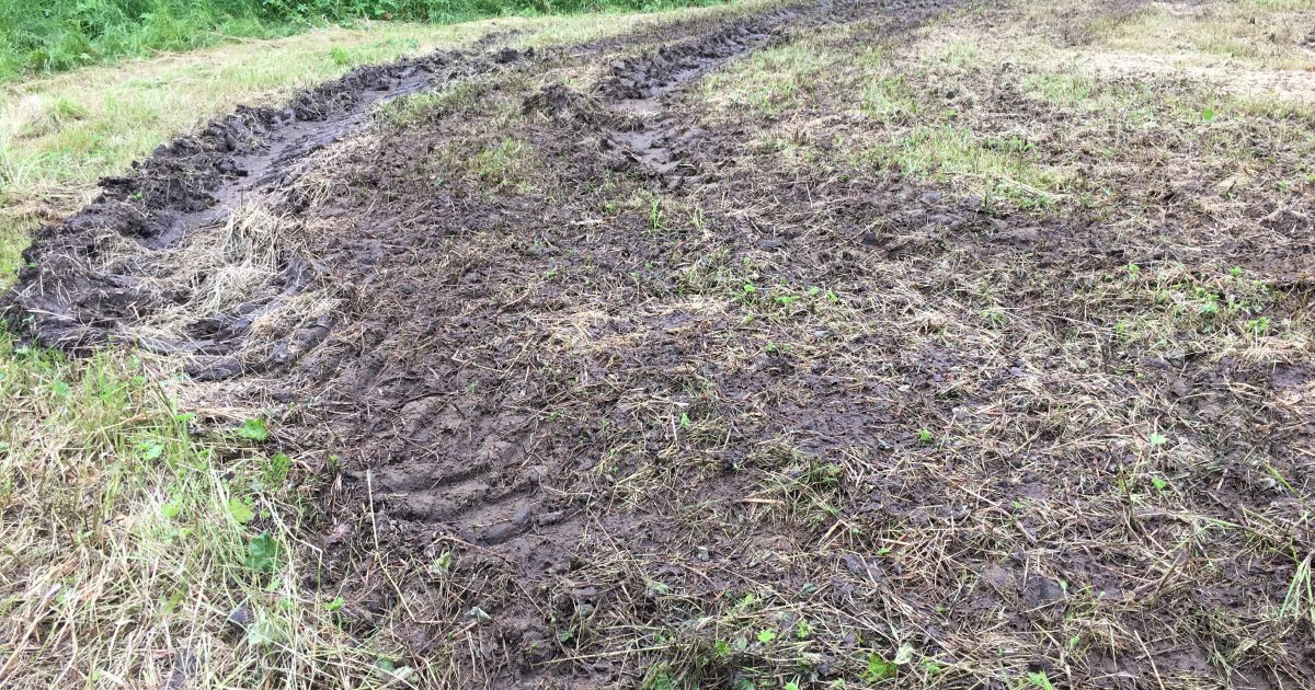 Sporer i melk | Norsk Landbruksrådgiving