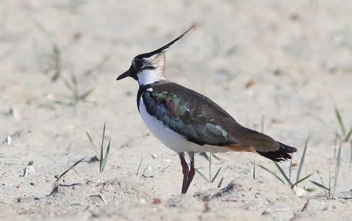 Møte om kantsoner og biologisk mangfold -… | Norsk Landbruksrådgiving