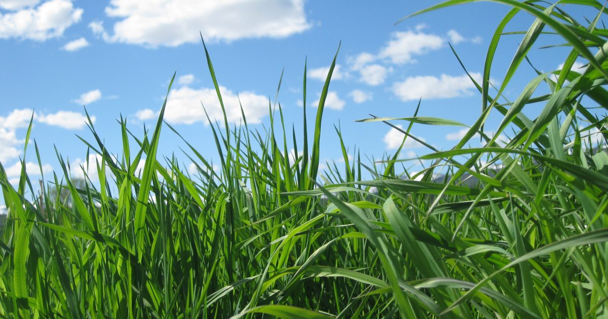 Grasarter | Norsk Landbruksrådgiving