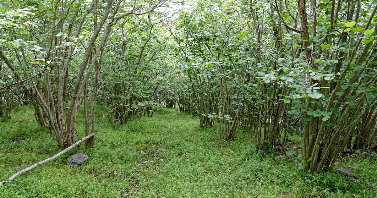 Kurs i stell av hassel og alm | Norsk Landbruksrådgiving