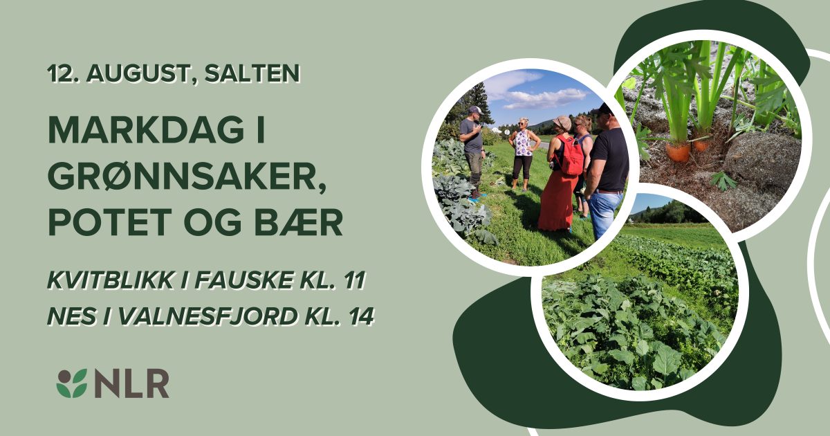 Markdag i grønnsaker, potet og bær i Salten | Norsk Landbruksrådgiving