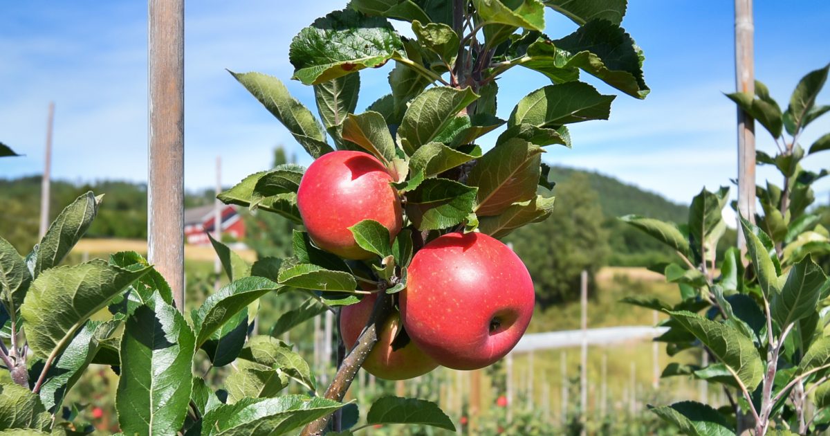 Skader på epler før lagring | Norsk Landbruksrådgiving