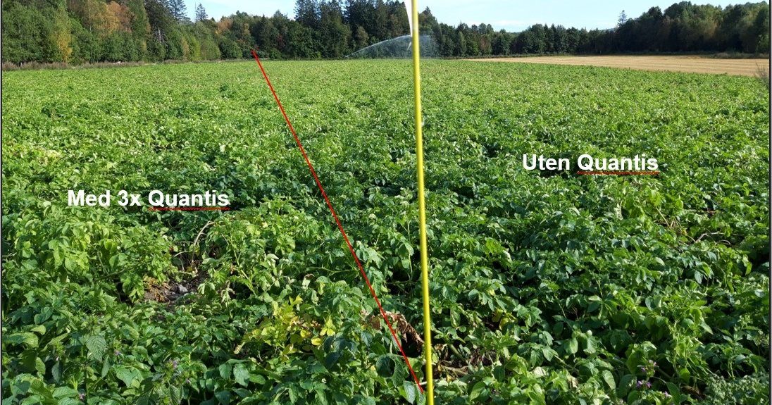 Utprøving av Quantis i potet i 2021 | Norsk Landbruksrådgiving