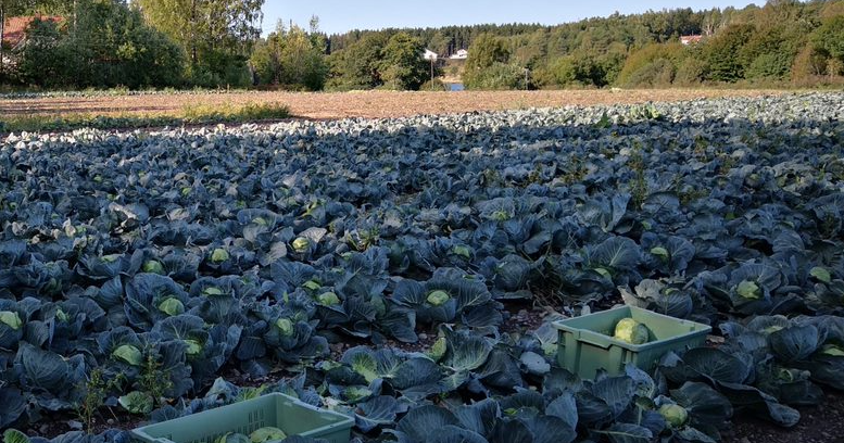 Observasjon av sorter i sommerkål til… | Norsk Landbruksrådgiving