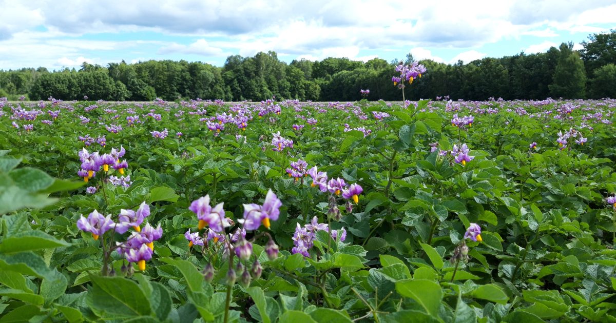 Tips til gjødsling av potet | Norsk Landbruksrådgiving