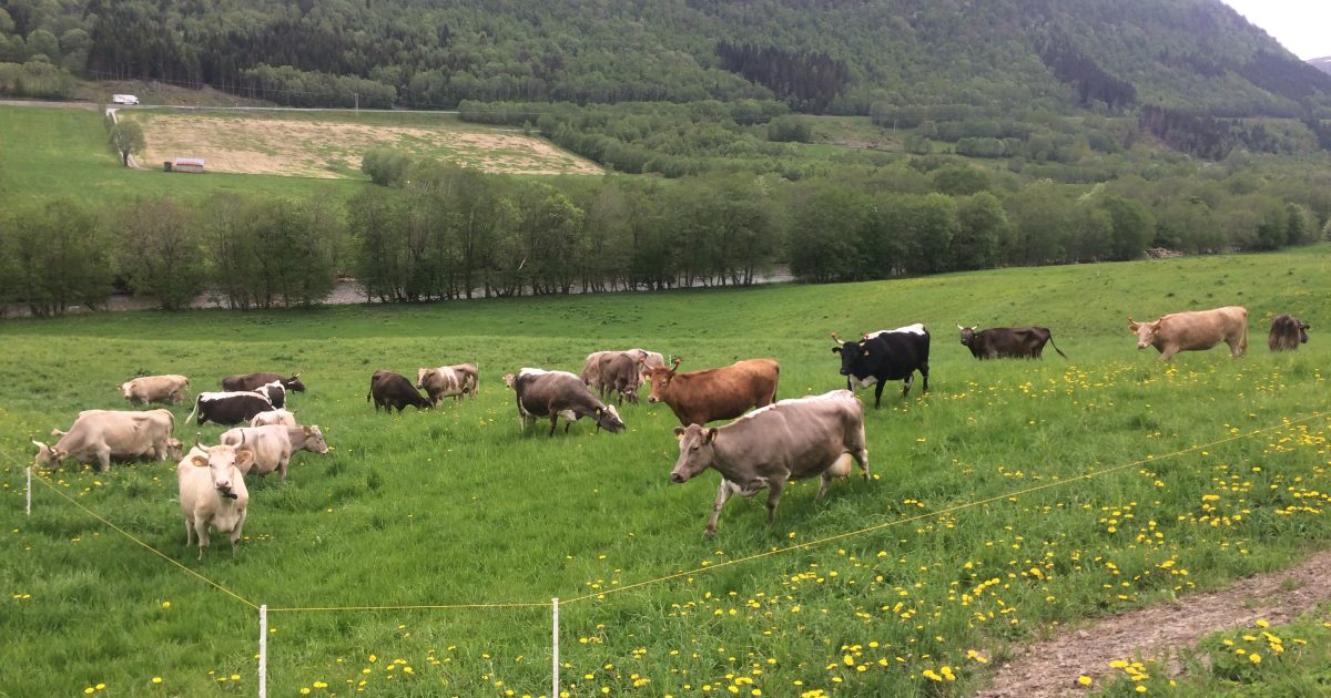 Beiter som blir bedre år for år | Norsk Landbruksrådgiving