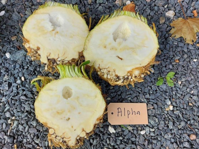 Sorter i knollselleri 2021 | Norsk Landbruksrådgiving