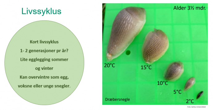 Snegler i kornproduksjonen - biologi og… | Norsk Landbruksrådgiving