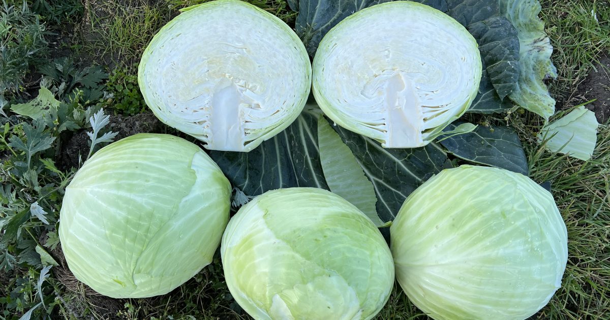 Observasjon av sorter i hvitkål til… | Norsk Landbruksrådgiving