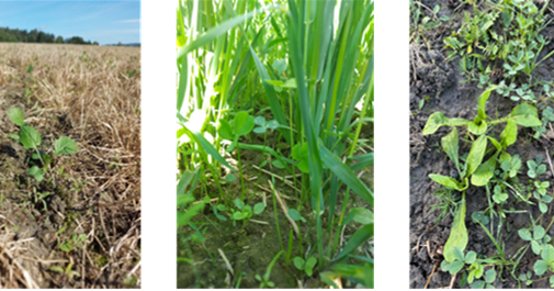 Det grønne gullet og Karbon Agro | Norsk Landbruksrådgiving