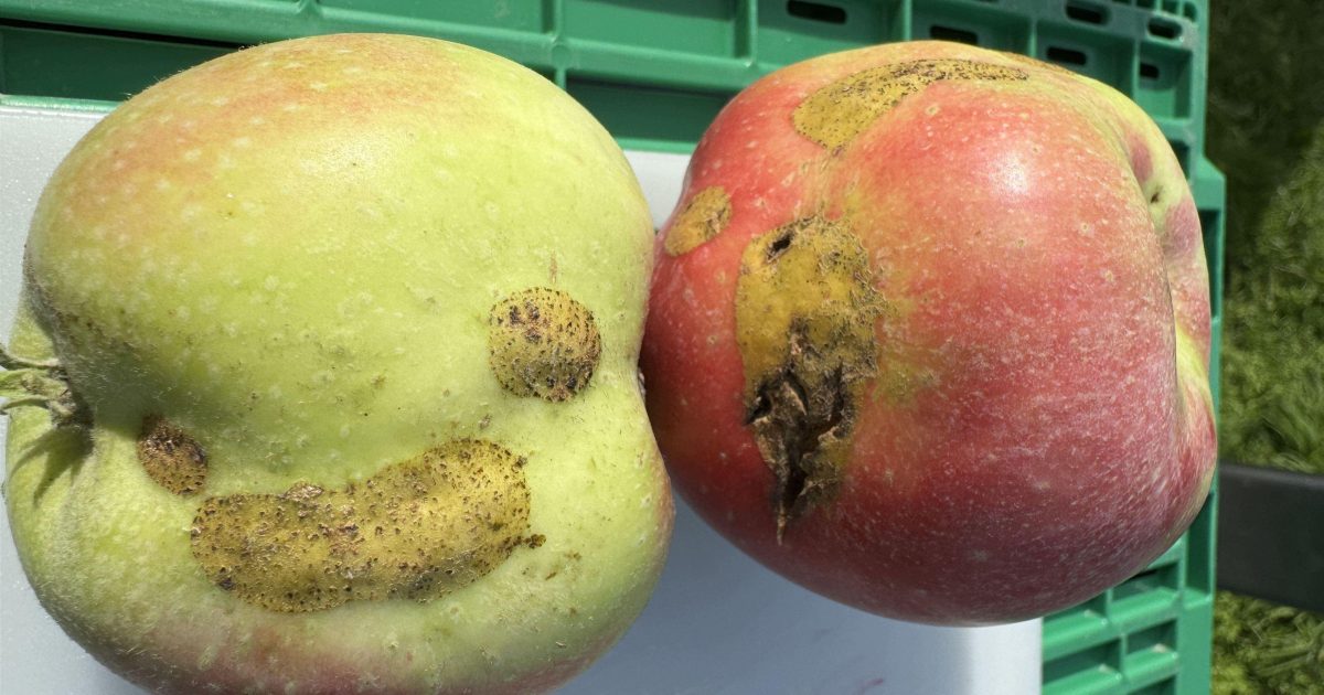 Alternative tiltak mot larver i eple | Norsk Landbruksrådgiving