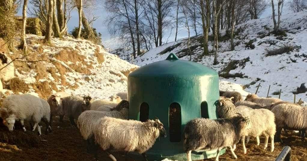 Fôring av utegangarsau om vinteren | Norsk Landbruksrådgiving