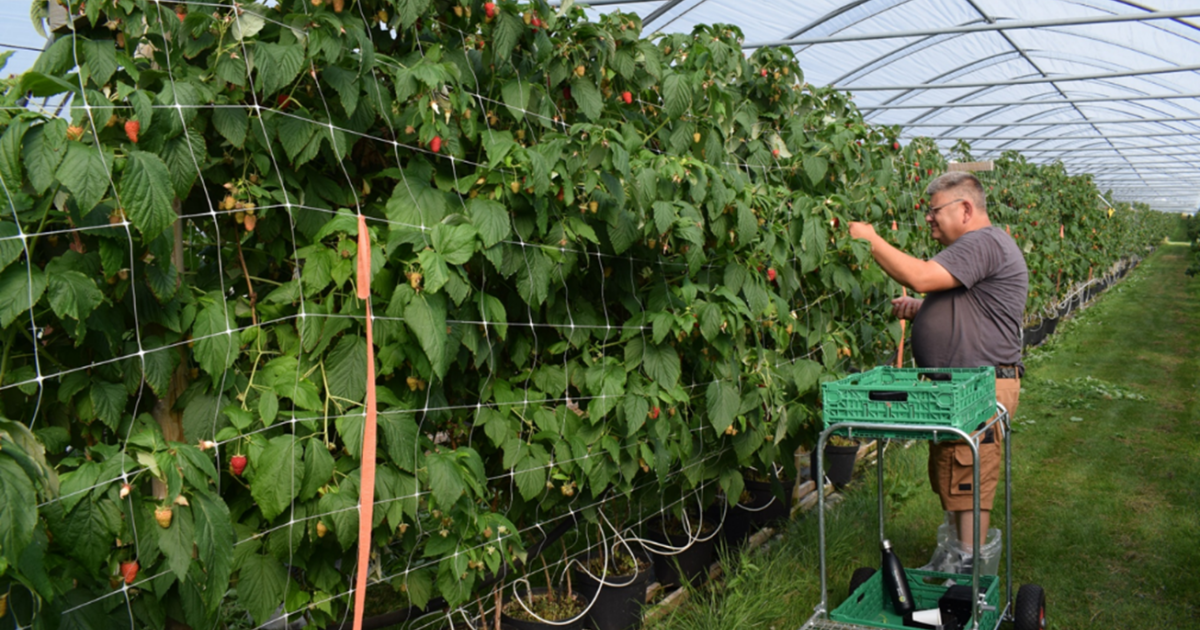 Pottetetthet av langskuddplanter med… | Norsk Landbruksrådgiving