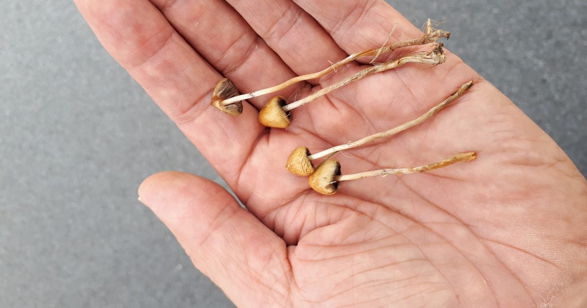 Spiss fleinsopp i plen – ein risiko for… | Norsk Landbruksrådgiving