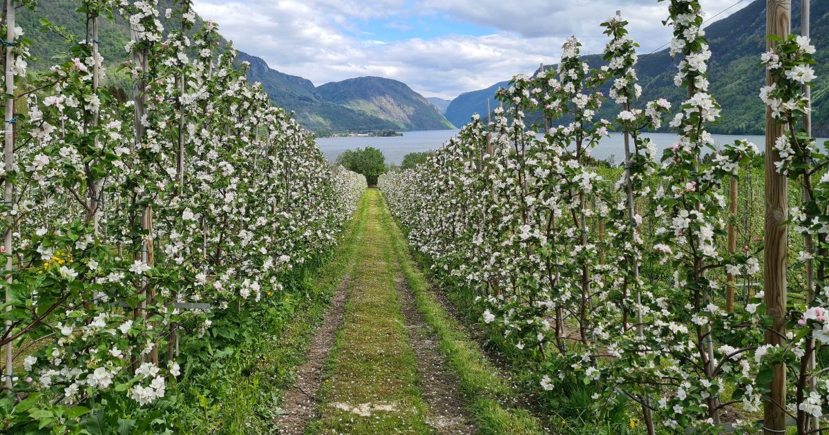 Frukt og bær | Norsk Landbruksrådgiving
