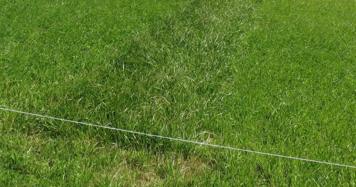 Skal eg så strandsvingel? | Norsk Landbruksrådgiving