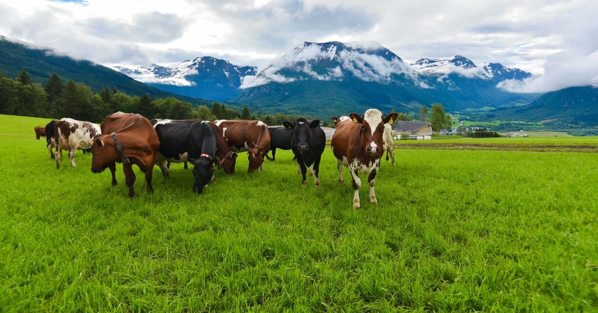 Pussing av beite gir mange fordeler | Norsk Landbruksrådgiving