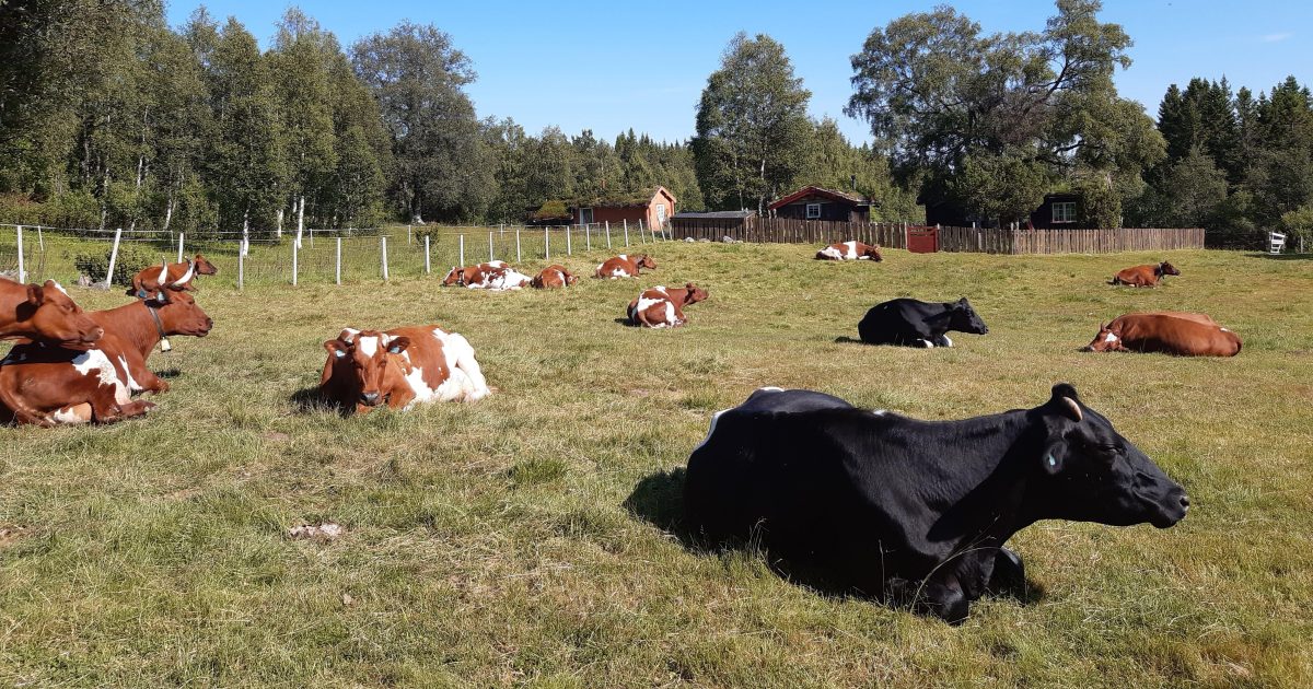 Målretta beiting for betre jord- og… | Norsk Landbruksrådgiving