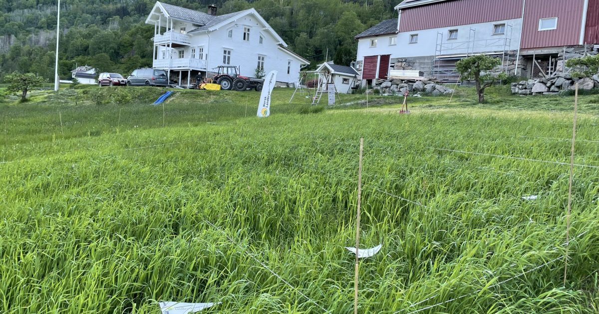 Markdag i demofeltet «Frøblandingar med… | Norsk Landbruksrådgiving