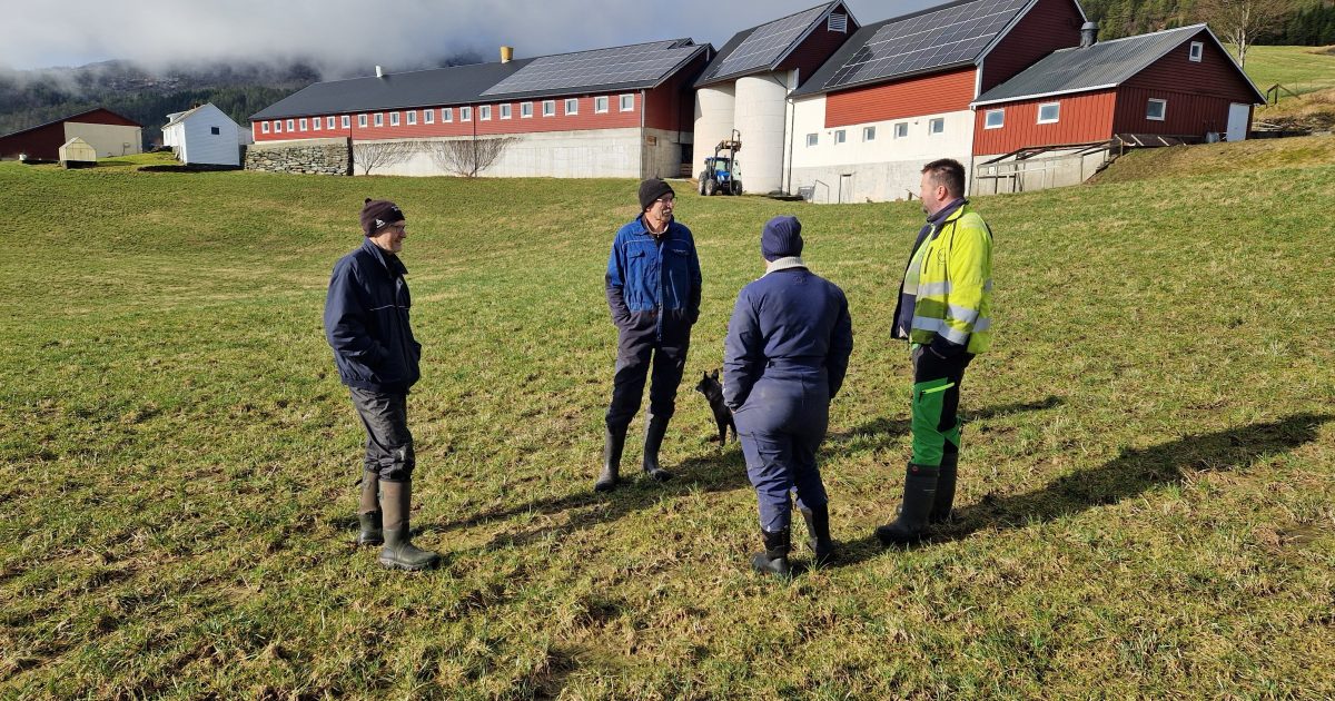 Engsjekk hos Åse Samdrift | Norsk Landbruksrådgiving
